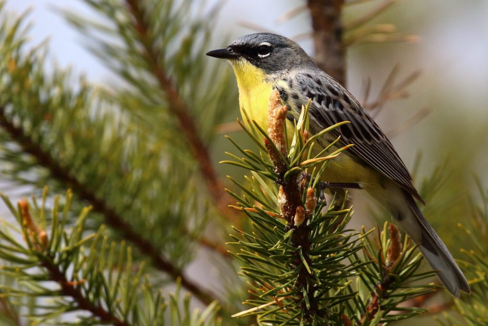 Great Lakes Conservation | John Ball Zoo
