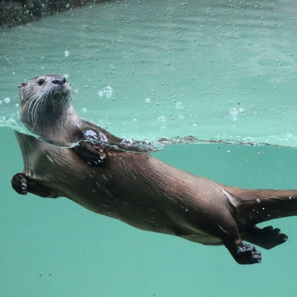 Visit John Ball Zoo | Grand Rapids, MI | Award-Winning Zoological Society