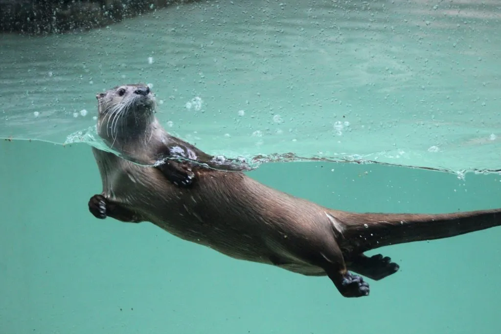 Press And Media | John Ball Zoo