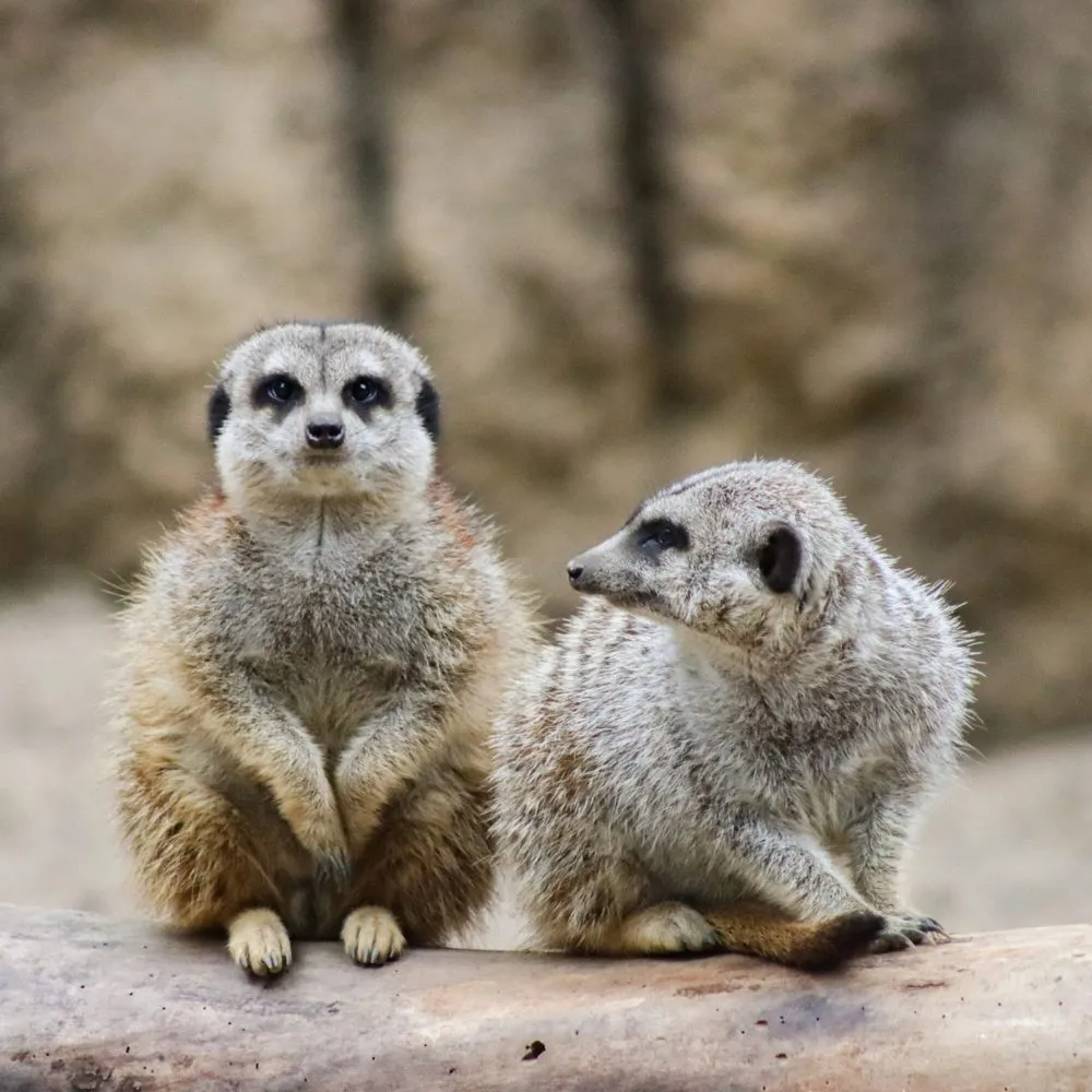 Staff | John Ball Zoo