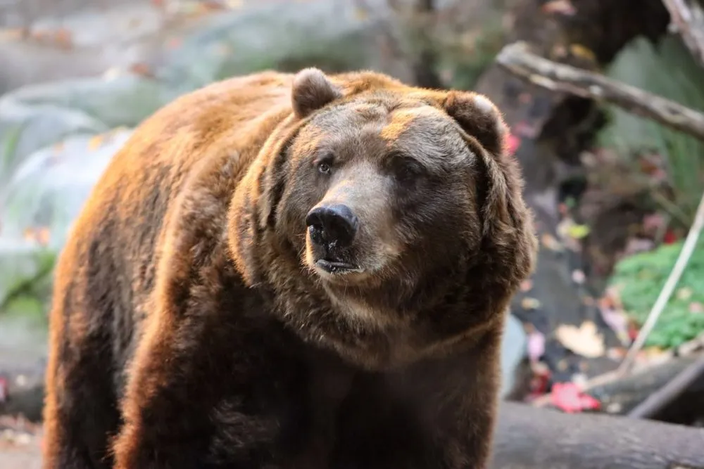 Behind The Scenes: What To Expect When Animals Are Expecting | John ...