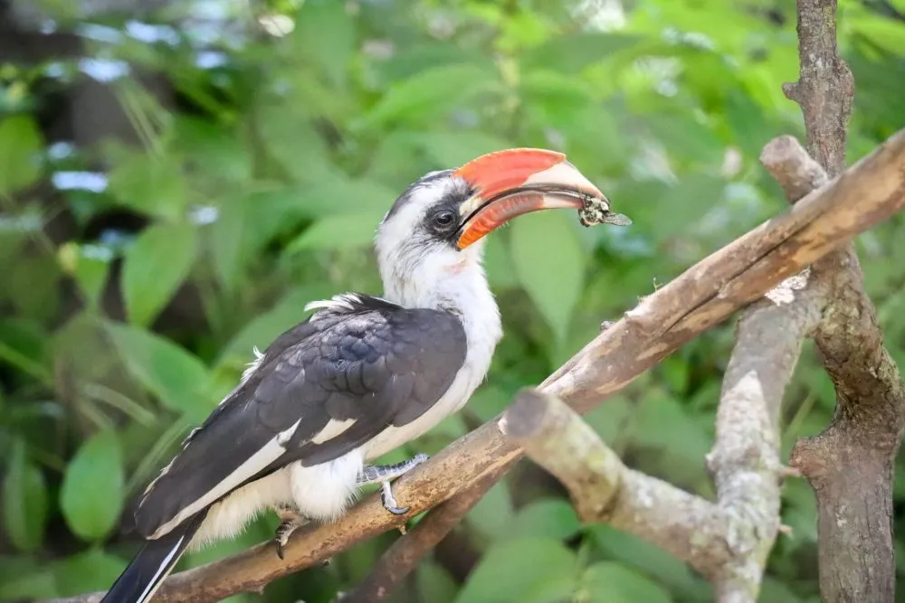 Africa | John Ball Zoo