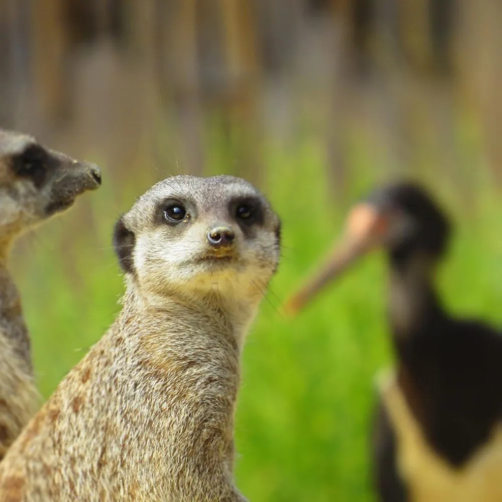 Visit John Ball Zoo | Grand Rapids, MI | Award-Winning Zoological Society