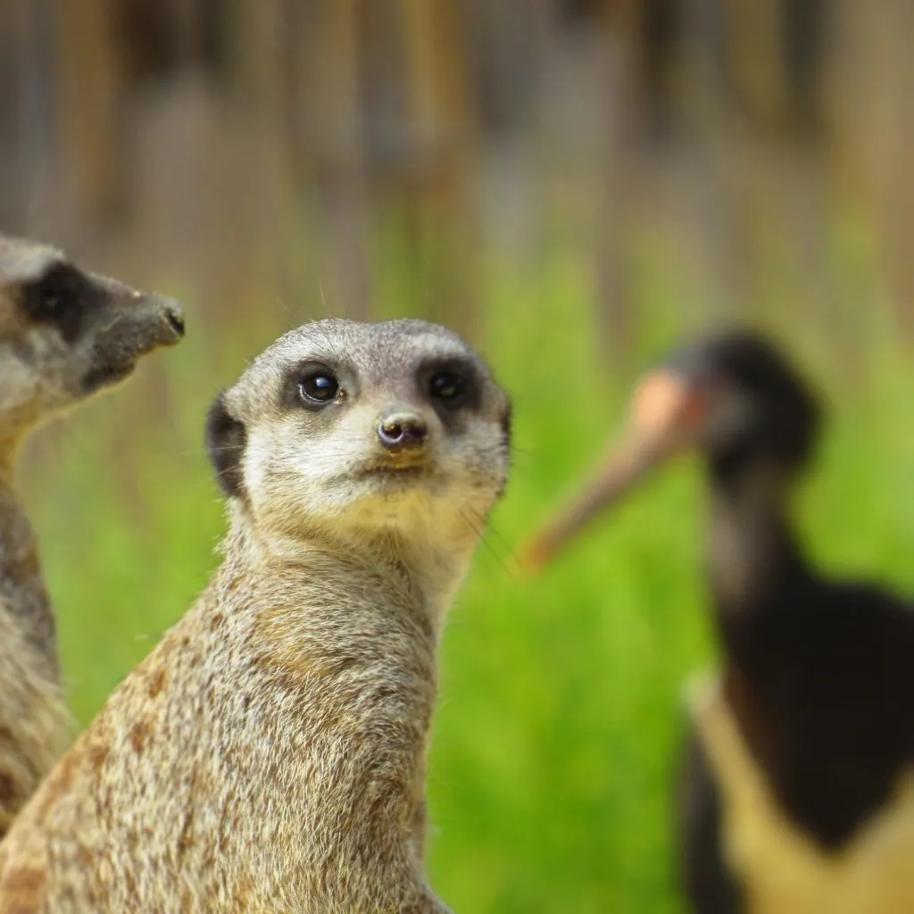 Visit John Ball Zoo | Grand Rapids, MI | Award-Winning Zoological Society