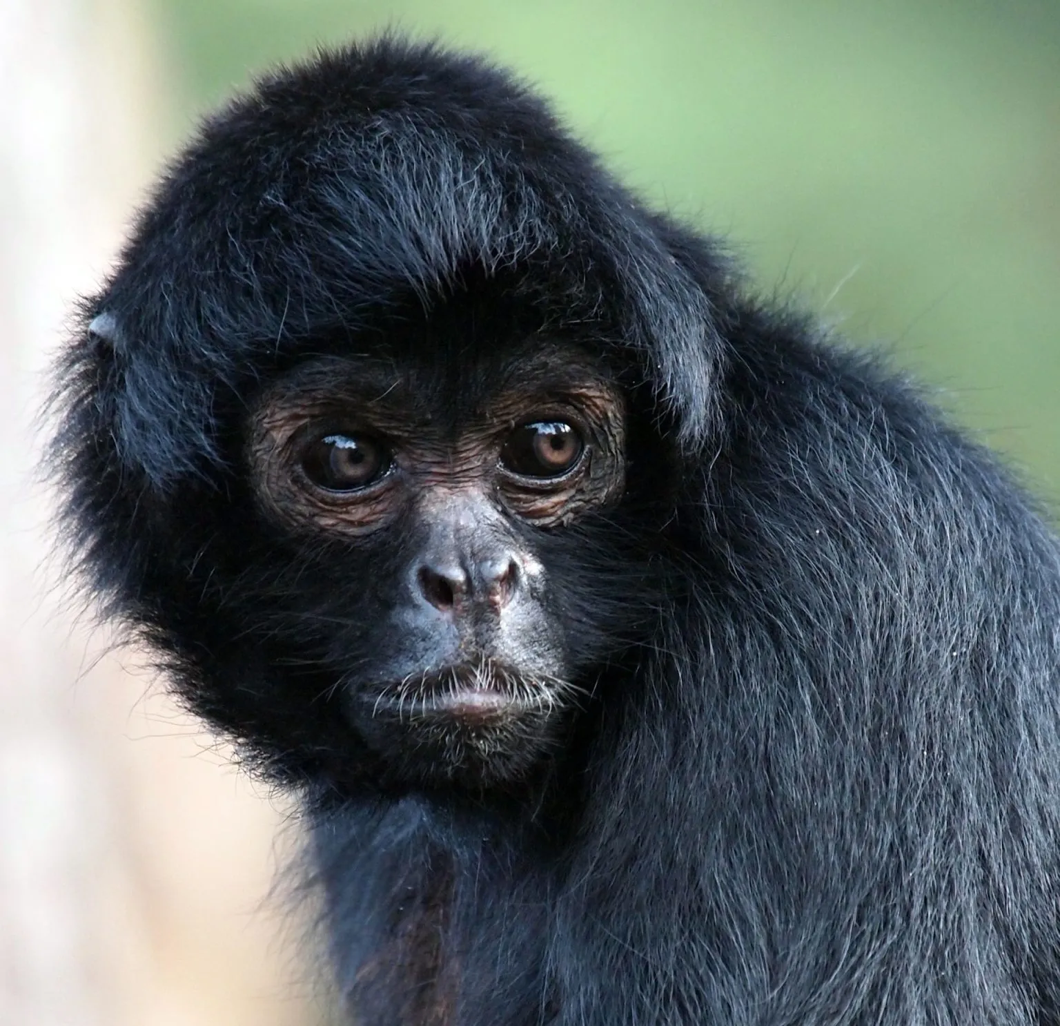 Daily Animal Programs | John Ball Zoo