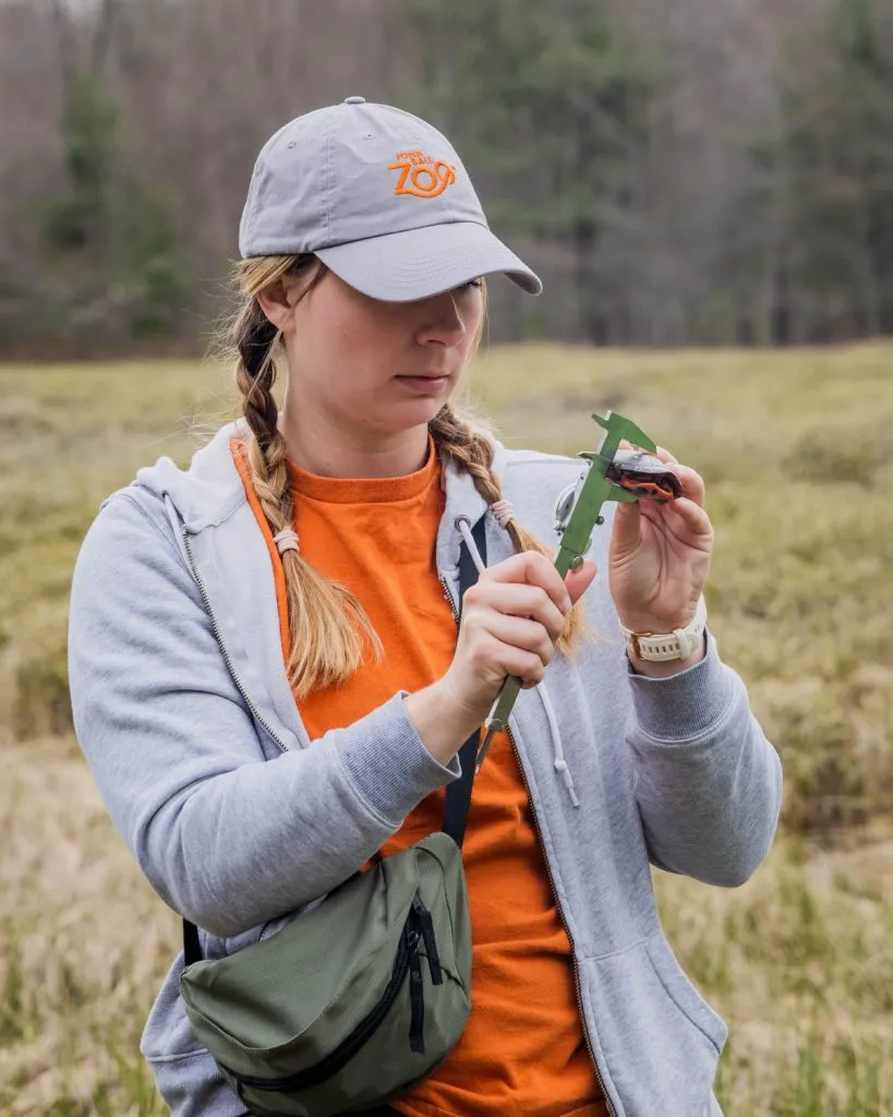John Ball Zoo Monitoring Regional Turtle Populations To Aid In ...