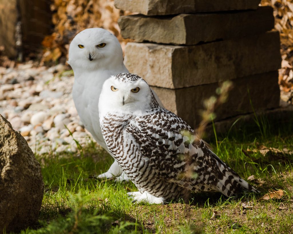 Museums For All Program | John Ball Zoo