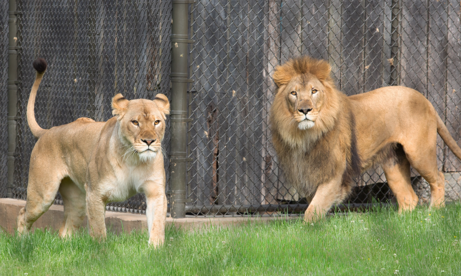 Restoring The Roar: Amara And Upepo Join The John Ball Zoo Family ...