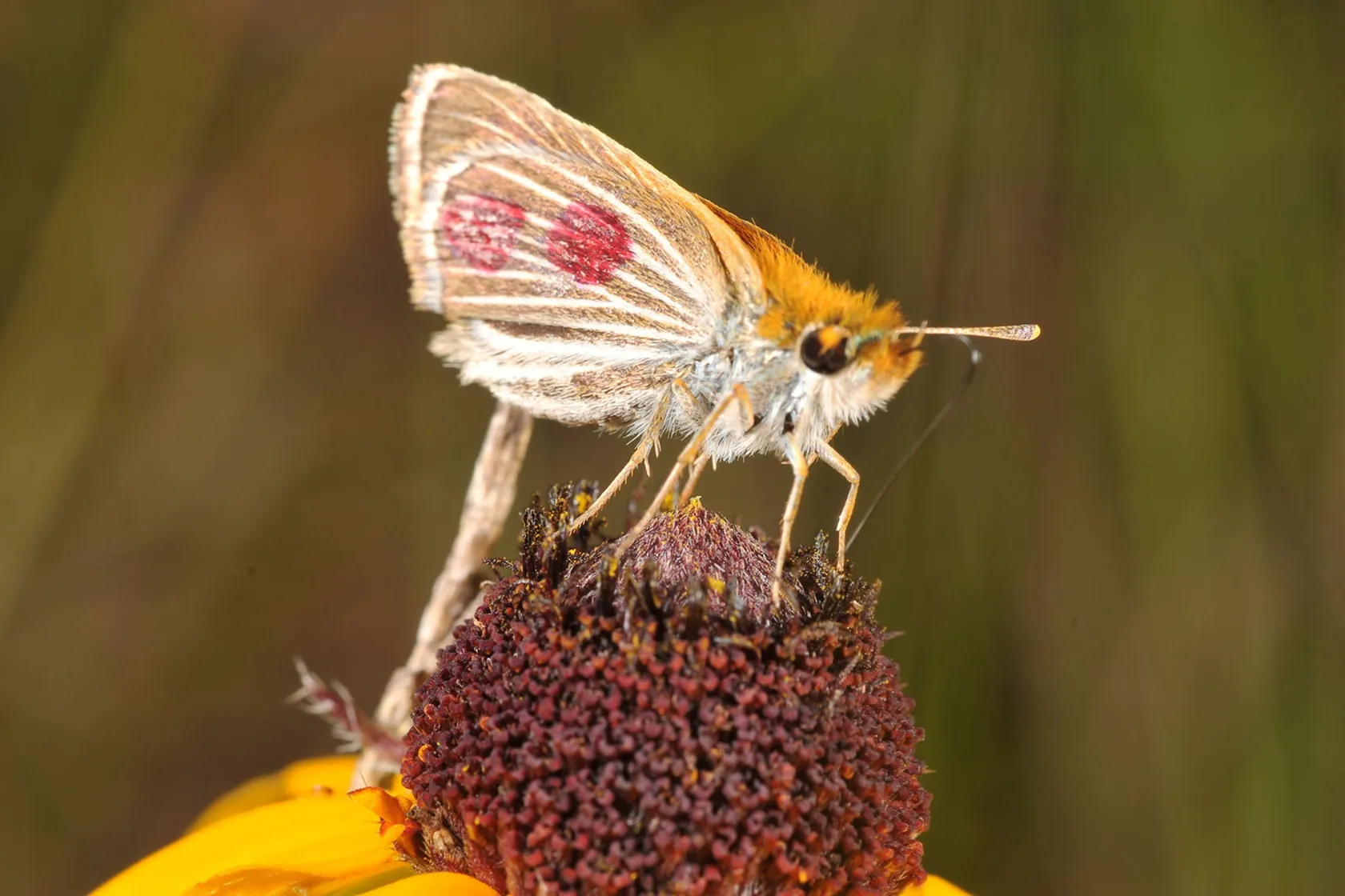 Butterflies Bounce Back Thanks To John Ball Zoo Conservation Program ...