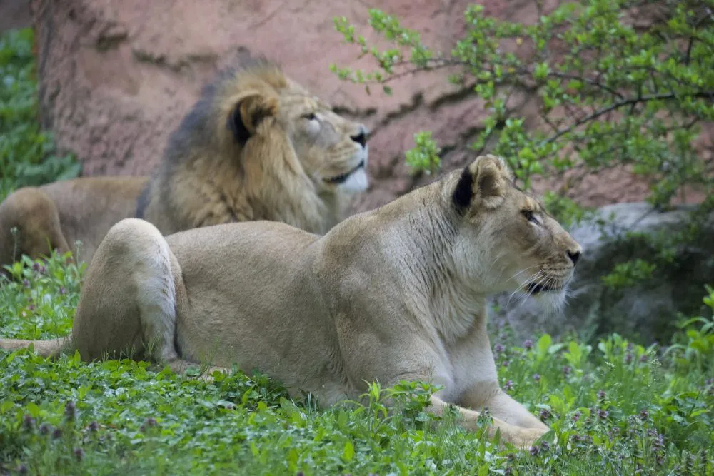 Behind The Scenes: What To Expect When Animals Are Expecting | John ...