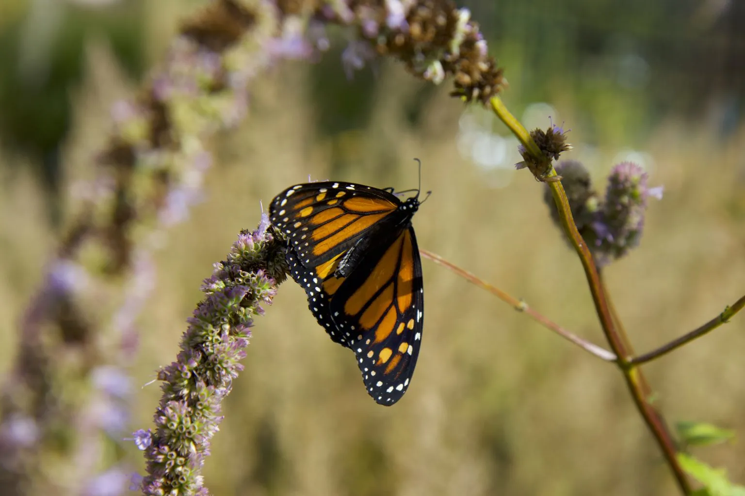 Monarch Population Declines 59% In 2024: Why At-Home Butterfly Rearing ...