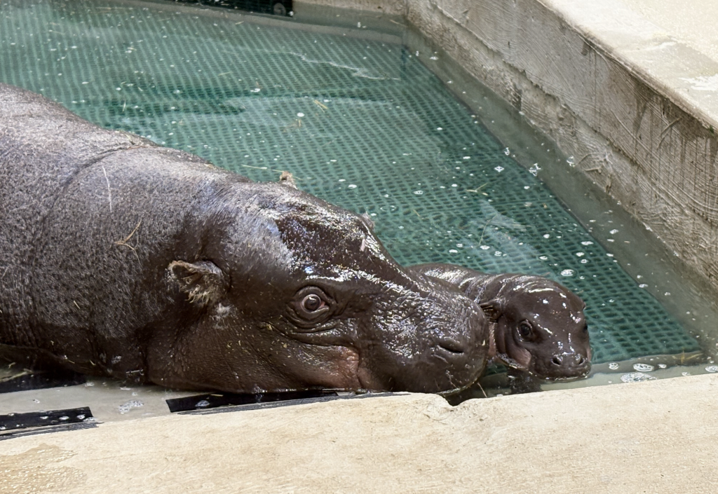 Mom Knows Best: The Care And Keeping Of Hugo, Our Pygmy Hippo Calf | John Ball Zoo