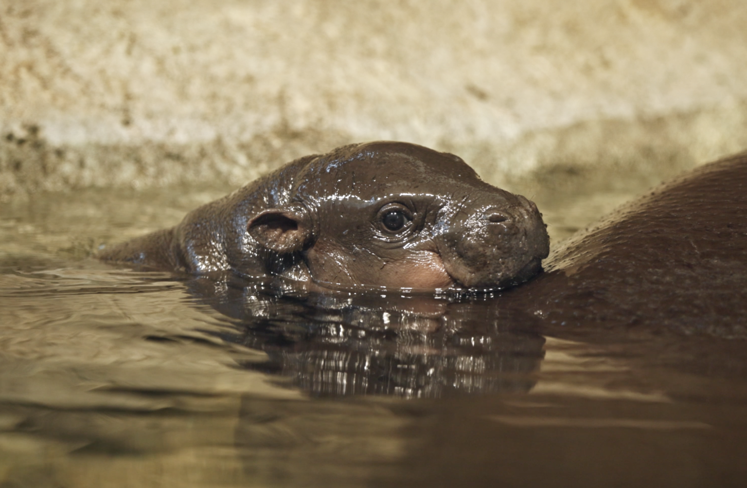 A Rare Birth: Behind The Scenes Of Baby Pygmy Hippo Hugo's Arrival ...