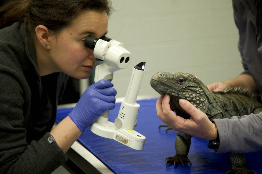 What Is An AZA Accreditation? What Does It Mean For Zoos? | John Ball Zoo