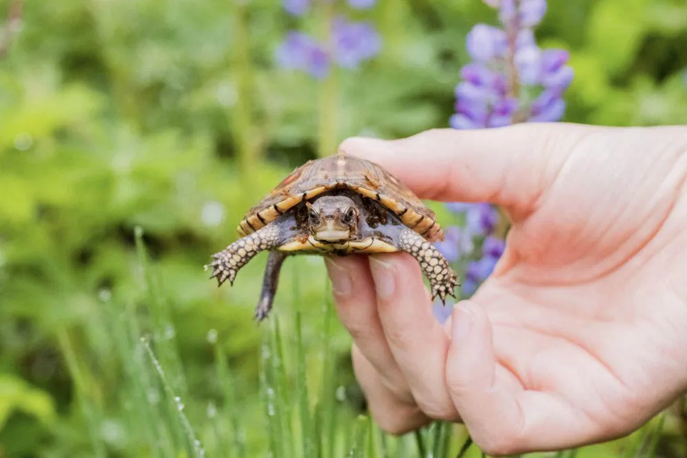 What Is An AZA Accreditation? What Does It Mean For Zoos? | John Ball Zoo