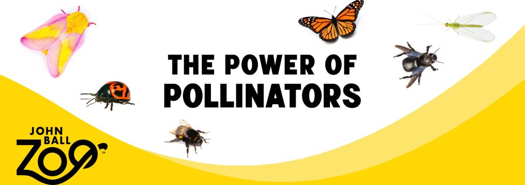 THE POWER OF POLLINATORS | John Ball Zoo